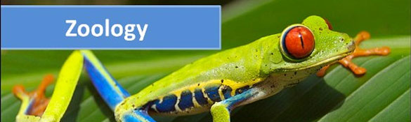 JUSTICE BASHEER AHMED SAYEED COLLEGE FOR WOMEN